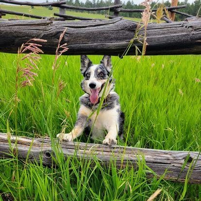 Pinpoint Border Collies in South Dakota | Border Collie puppies | Good Dog