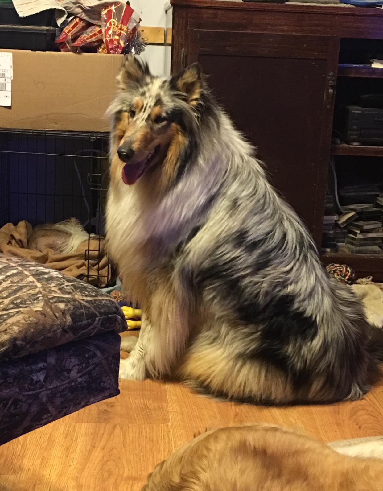 Lost Acres Collies in Arkansas | Collie puppies | Good Dog