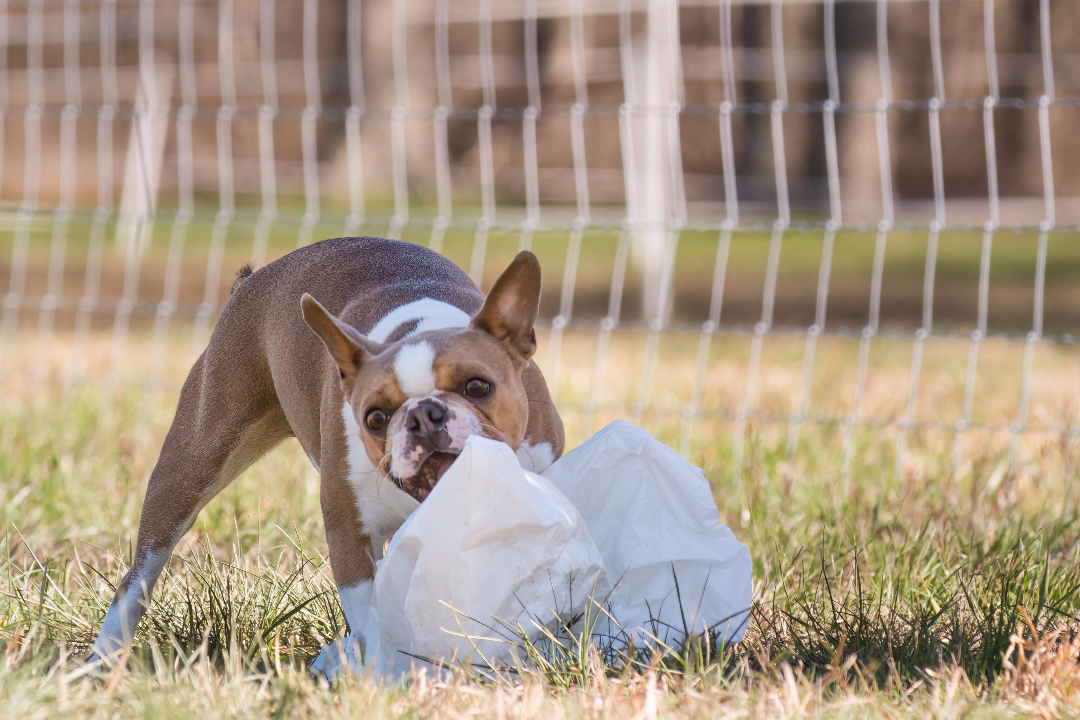 Freedom Frenchies N Bostons in Oklahoma | Boston Terrier and French ...