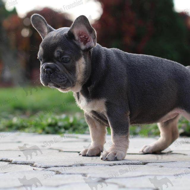 Skye Blue Frenchies in New Jersey | French Bulldog puppies | Good Dog
