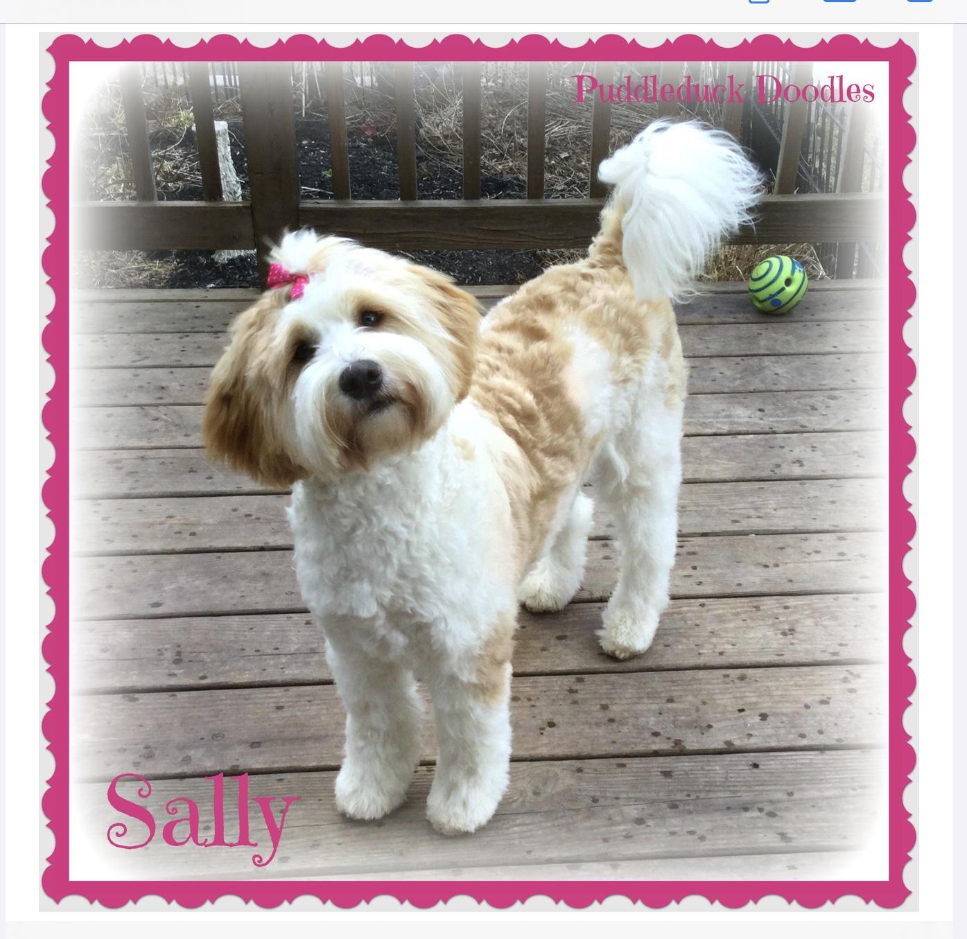 Puddleduck Doodles in West Virginia | Double Doodle puppies | Good Dog