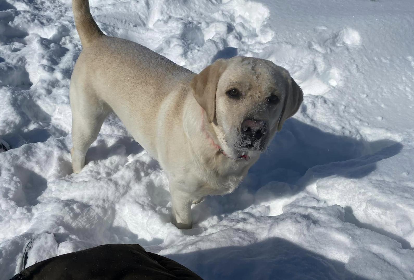 Little Yellow Creek Farms in Indiana | Labrador Retriever puppies ...