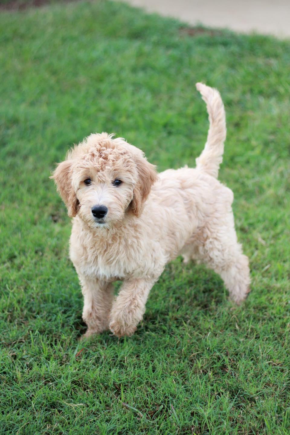 Windmill Doodles in Alabama | Goldendoodle puppies | Good Dog