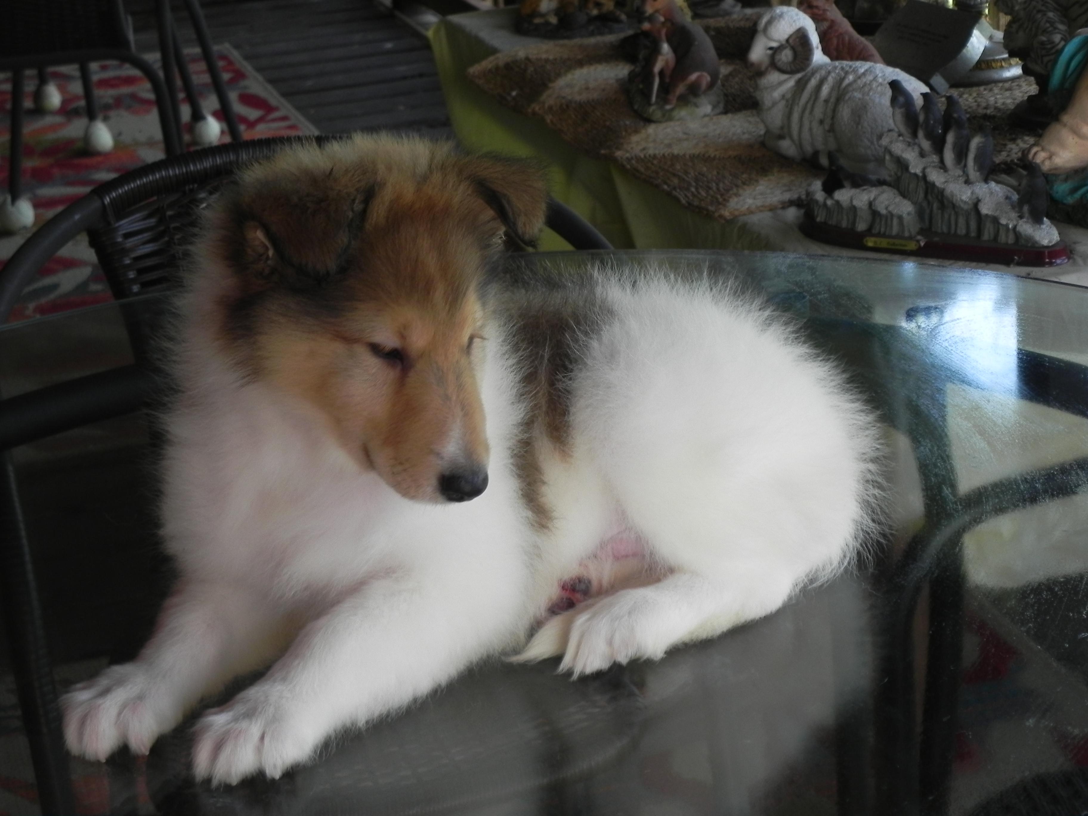 Collies Noble Majestic Angels in Washington | Collie puppies | Good Dog