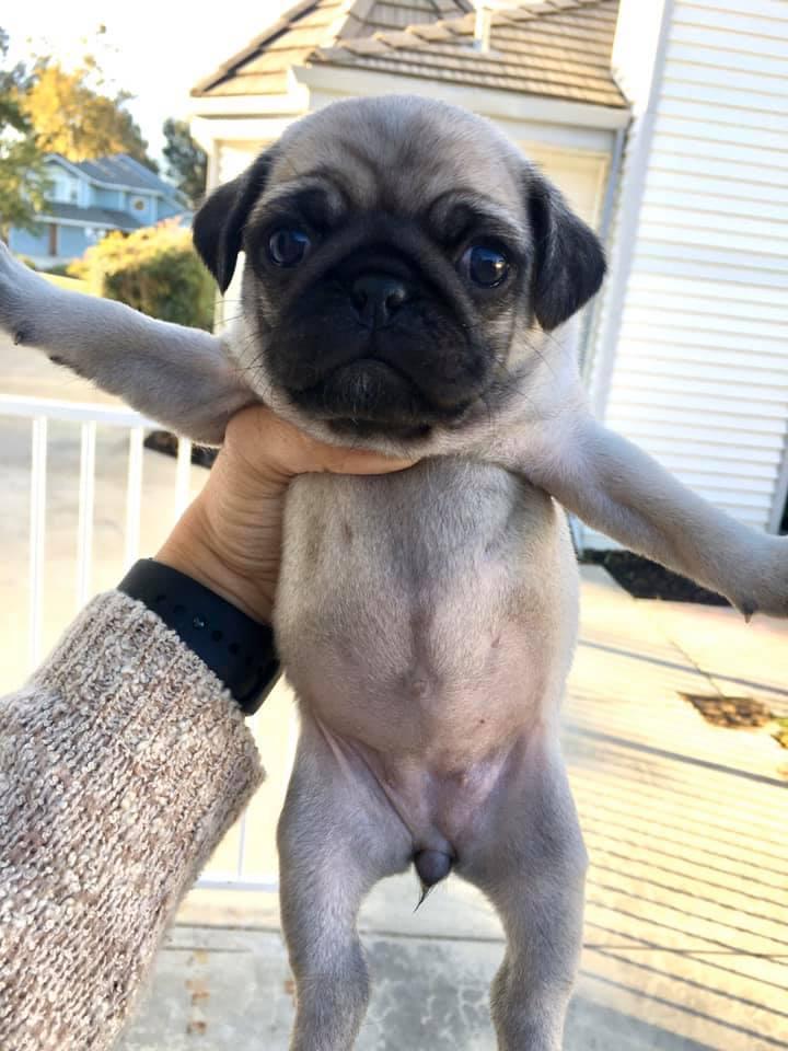 The Pug Realm in California | Pug puppies | Good Dog