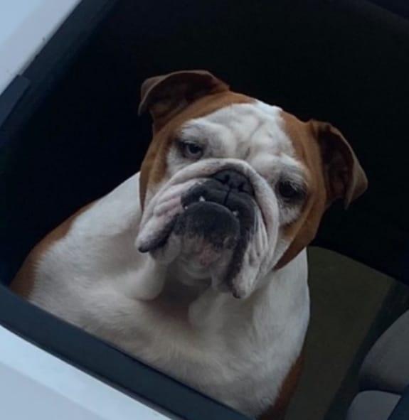 High Desert Bully's in California | Bulldog puppies | Good Dog