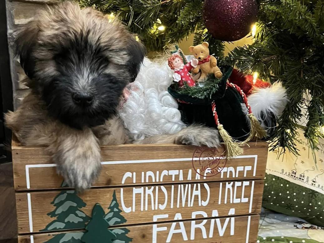 Miniature Whoodles & Wheaten terriers Utah in Utah | Soft Coated ...