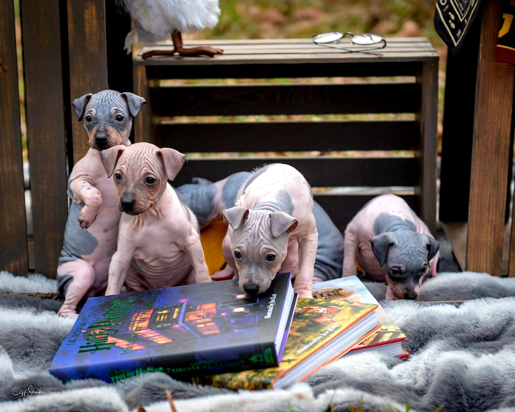 Inspired Flat-Coated Retrievers and American Hairless Terriers in ...