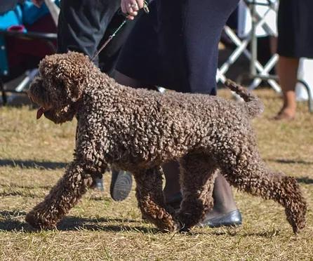 Dreamworks Lagotto in Mississippi | Lagotto Romagnolo puppies | Good Dog