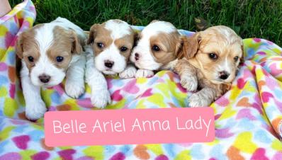 Sappy Paws in Oregon | Cavapoo and Havapoo puppies | Good Dog