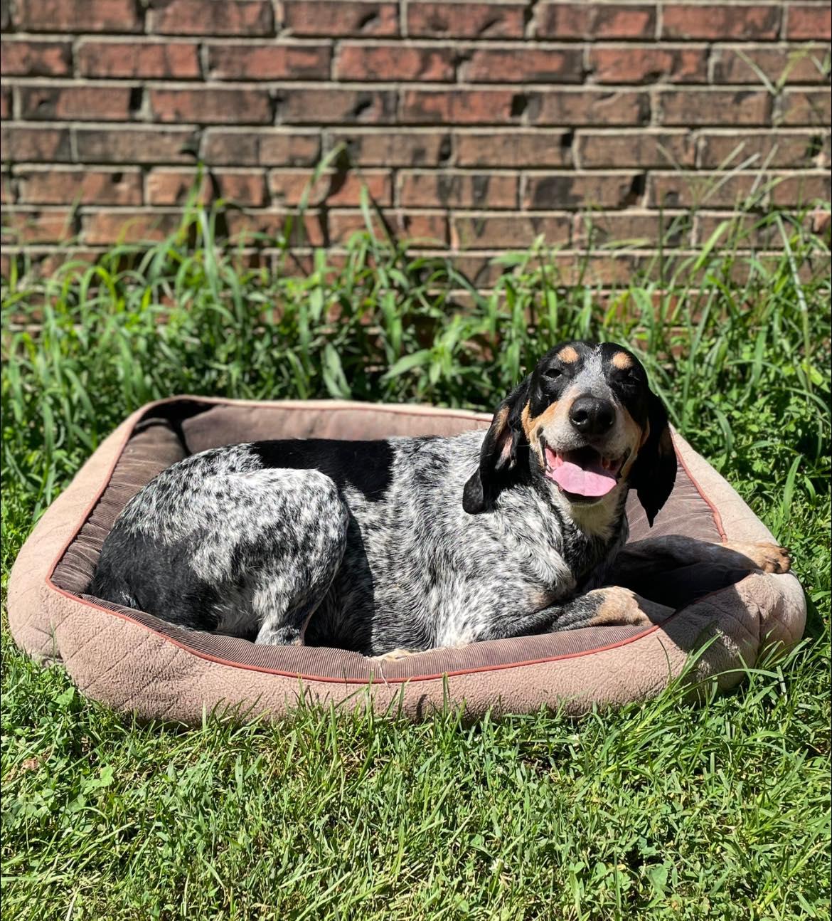 Evenstar-WesRidge Bluetick Hounds in North Carolina | Bluetick ...
