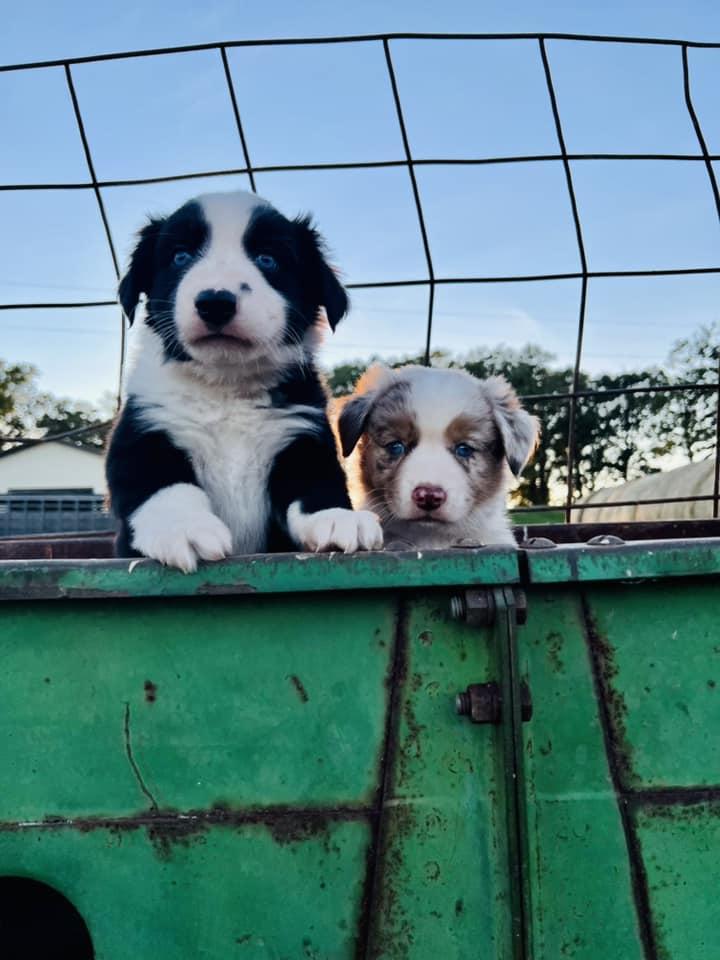 Broken T Australian Shepherds in Minnesota | Miniature Australian ...