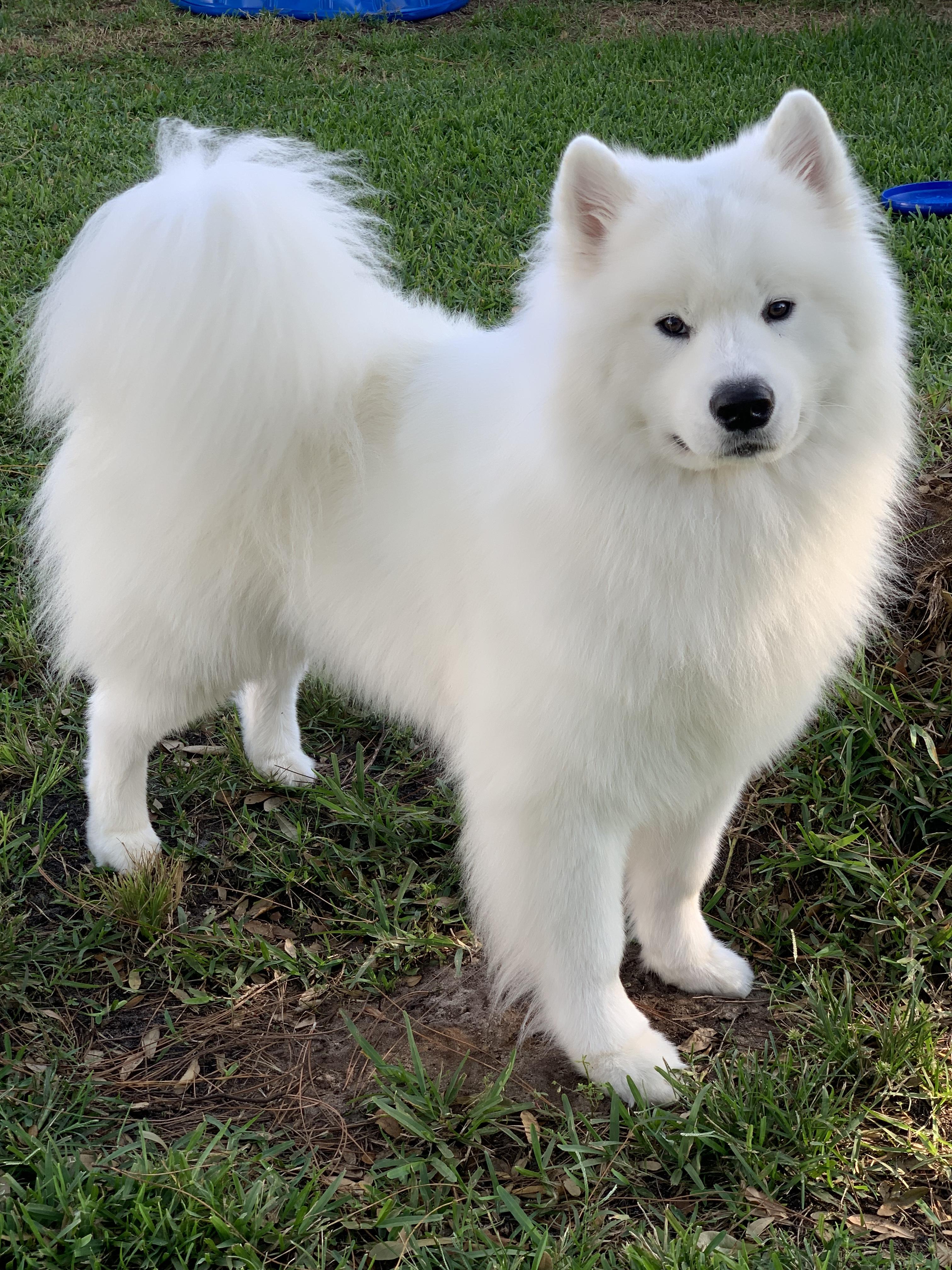 Amara's Samoyed in Kentucky | Samoyed puppies | Good Dog