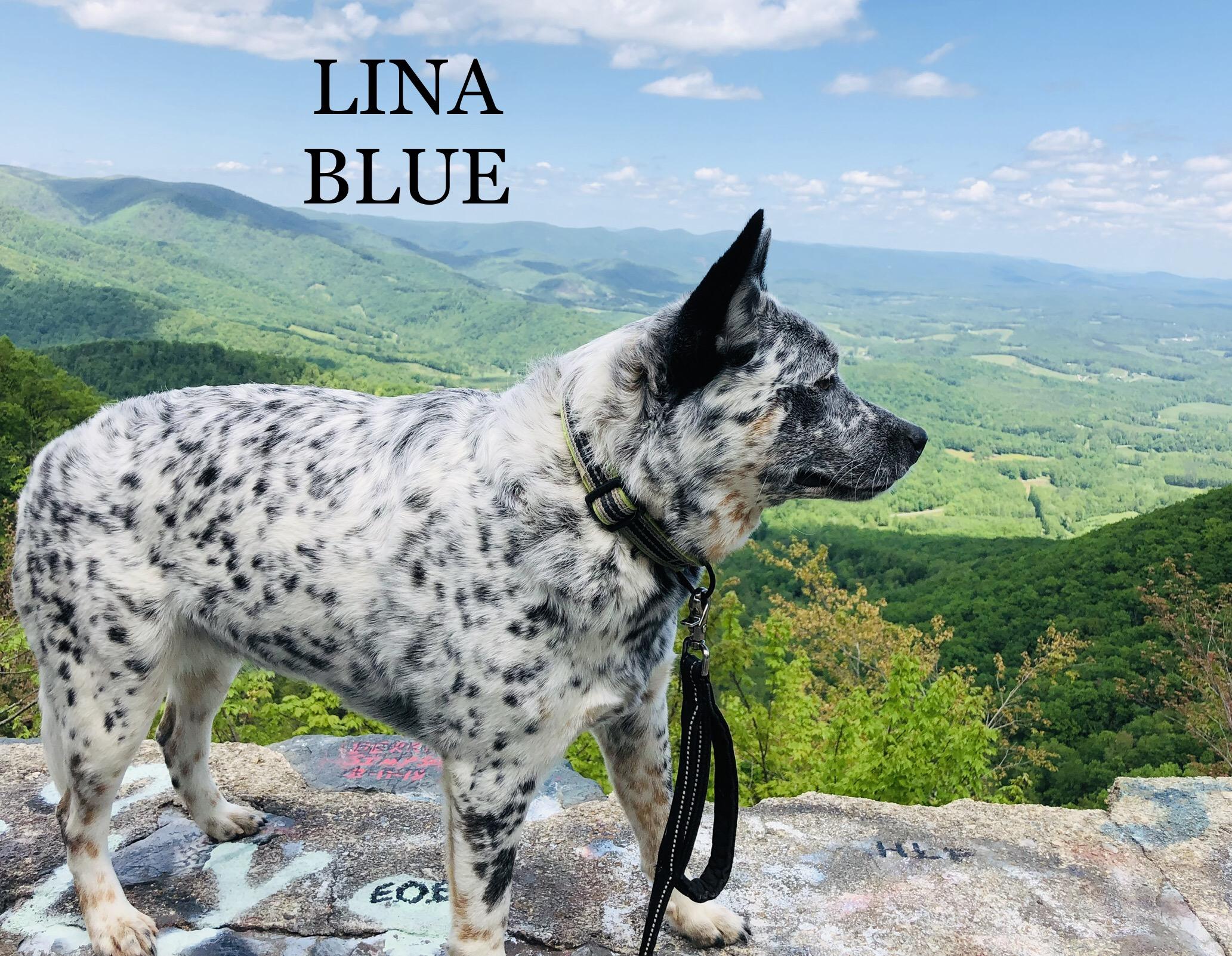 Hardiman’s Howlin’ Hounds in Virginia | Australian Cattle Dog and ...