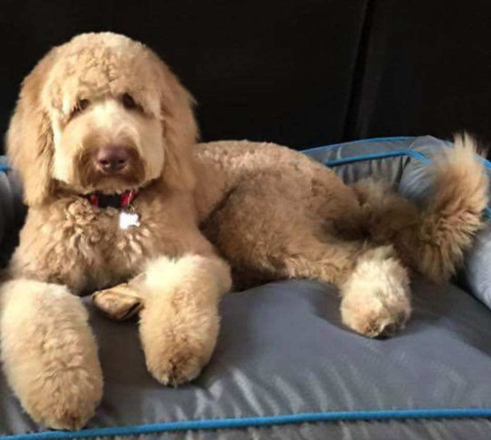 Georgia Doodle Dogs in Georgia | Bearded Retriever puppies | Good Dog