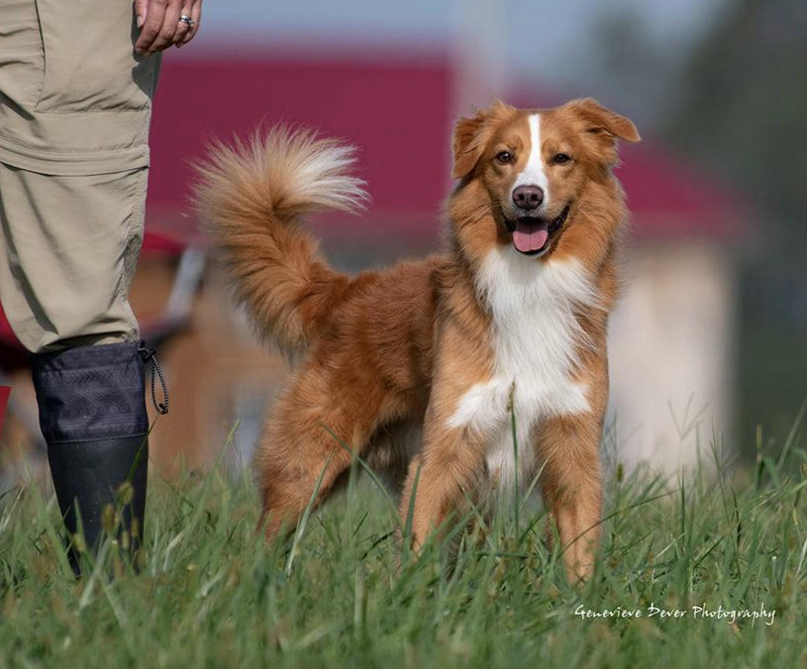 Duck Rivah Tollers in Wisconsin | Nova Scotia Duck Tolling Retriever ...