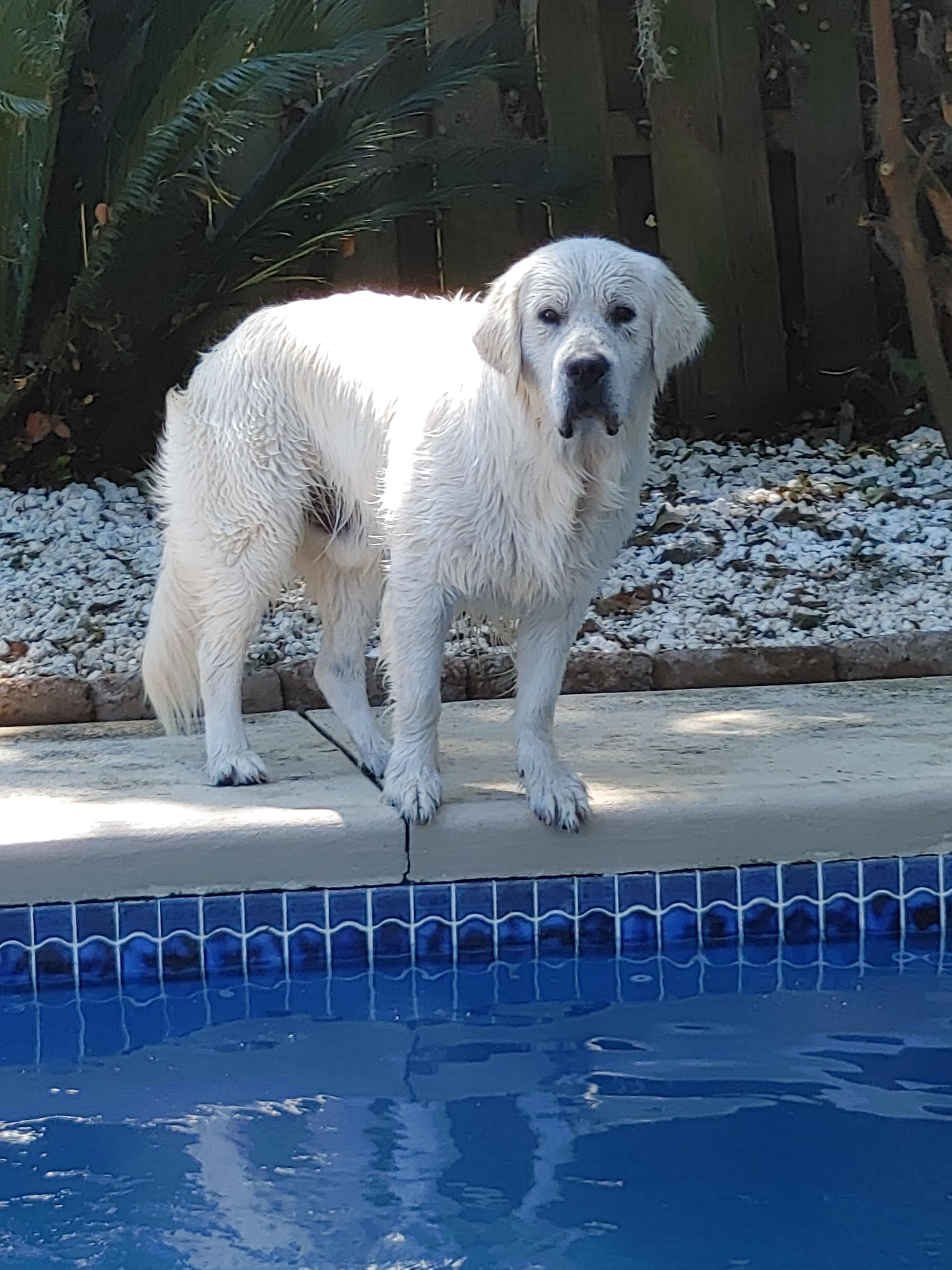 Golden Point Retrievers in Georgia | Golden Retriever puppies | Good Dog