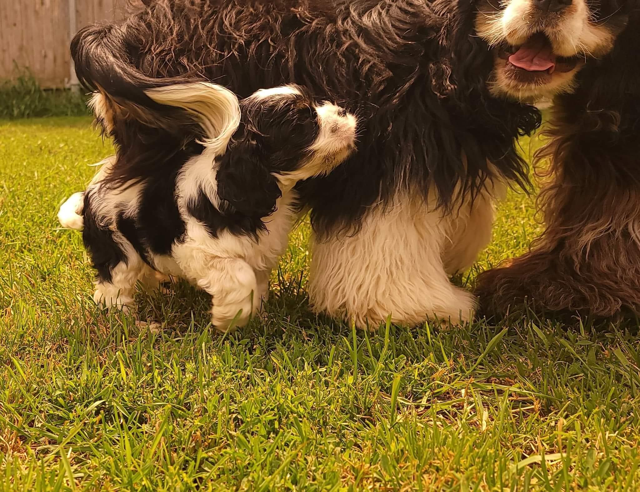 Ashlaur in Maine | Cocker Spaniel and Shetland Sheepdog puppies | Good Dog