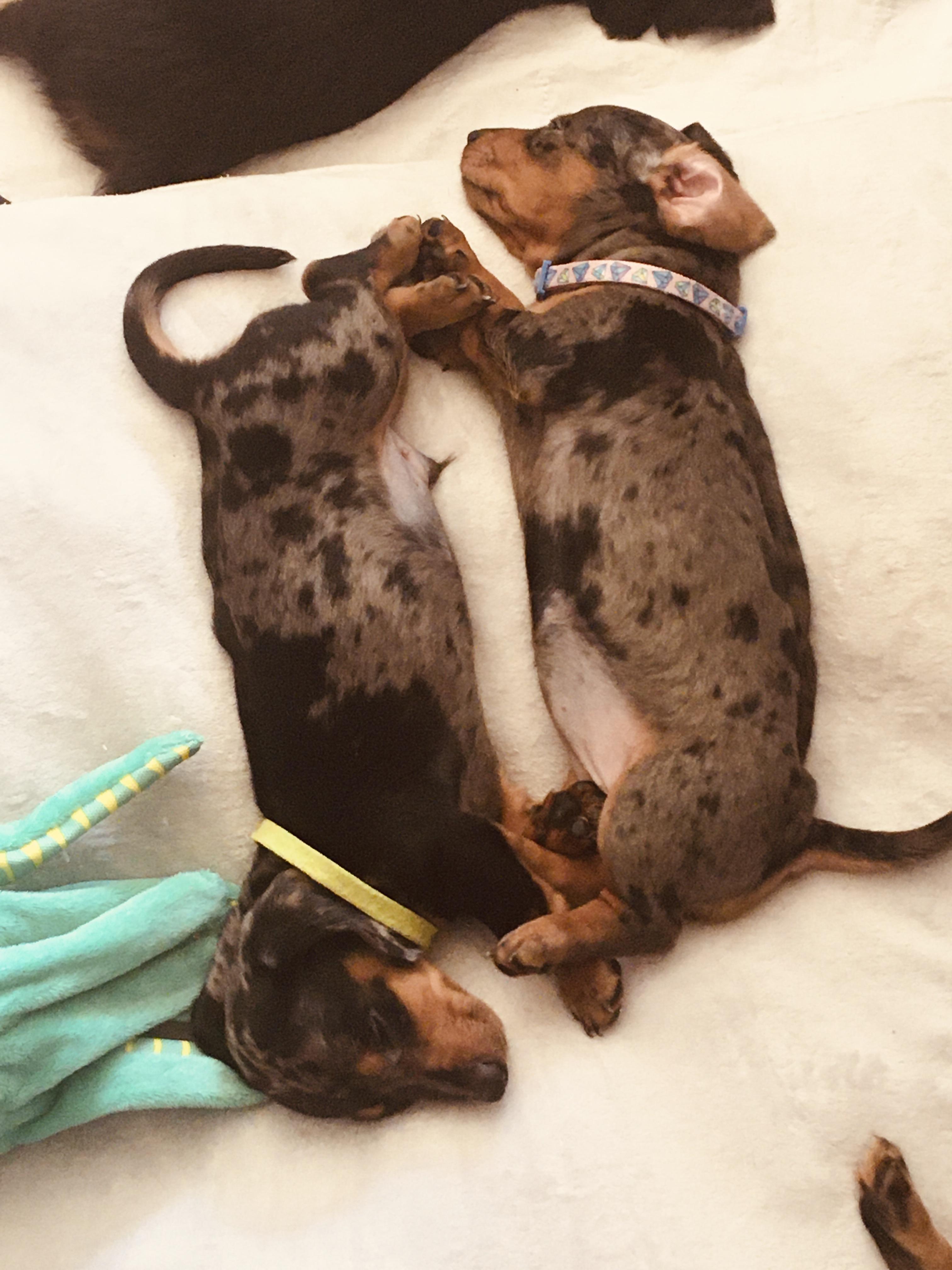 Queen Wein in Florida | Dachshund puppies | Good Dog