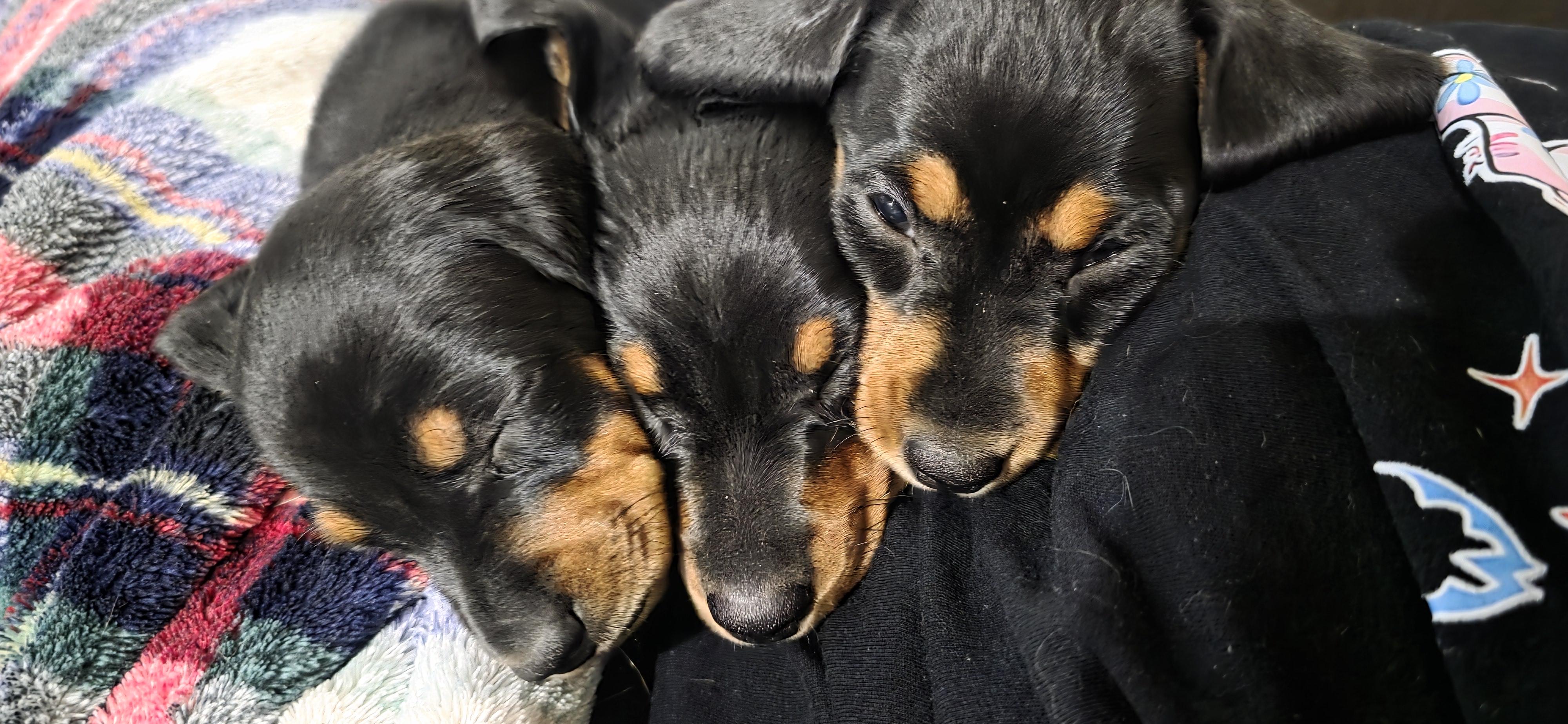 Sweetwater Dachshunds in Arizona | Dachshund puppies | Good Dog