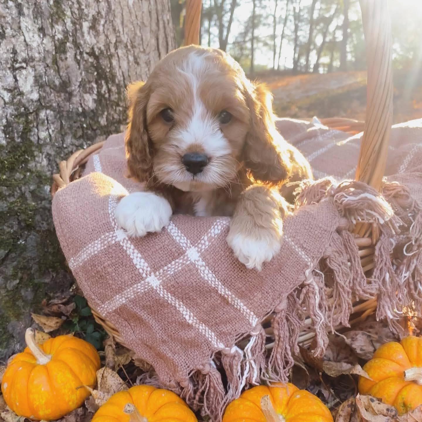 Peach State Cockapoos in Georgia | Cockapoo puppies | Good Dog