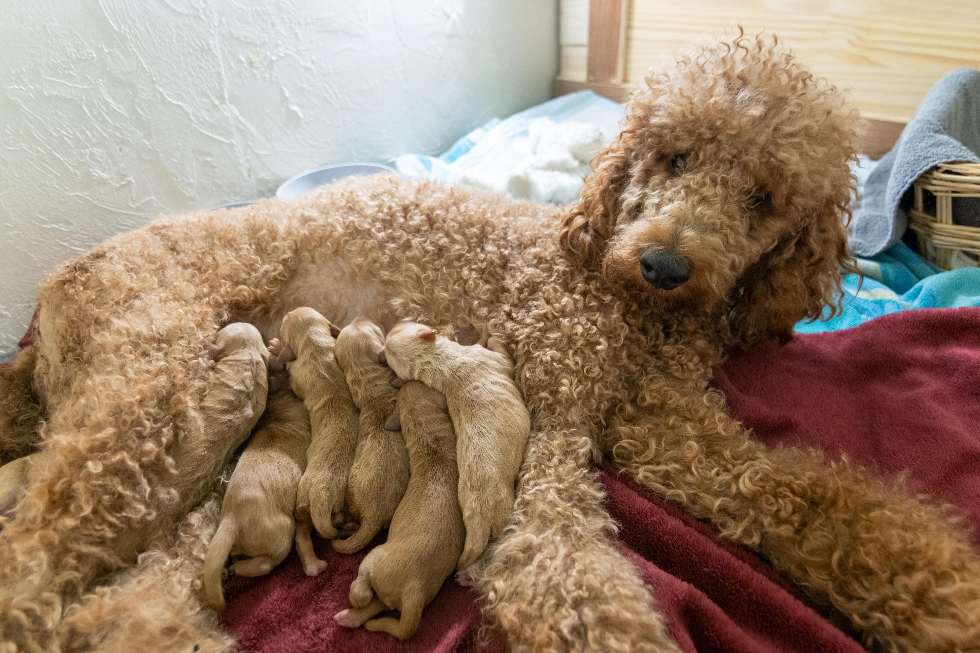 Stolt Southern Doodles in Florida | Goldendoodle puppies | Good Dog