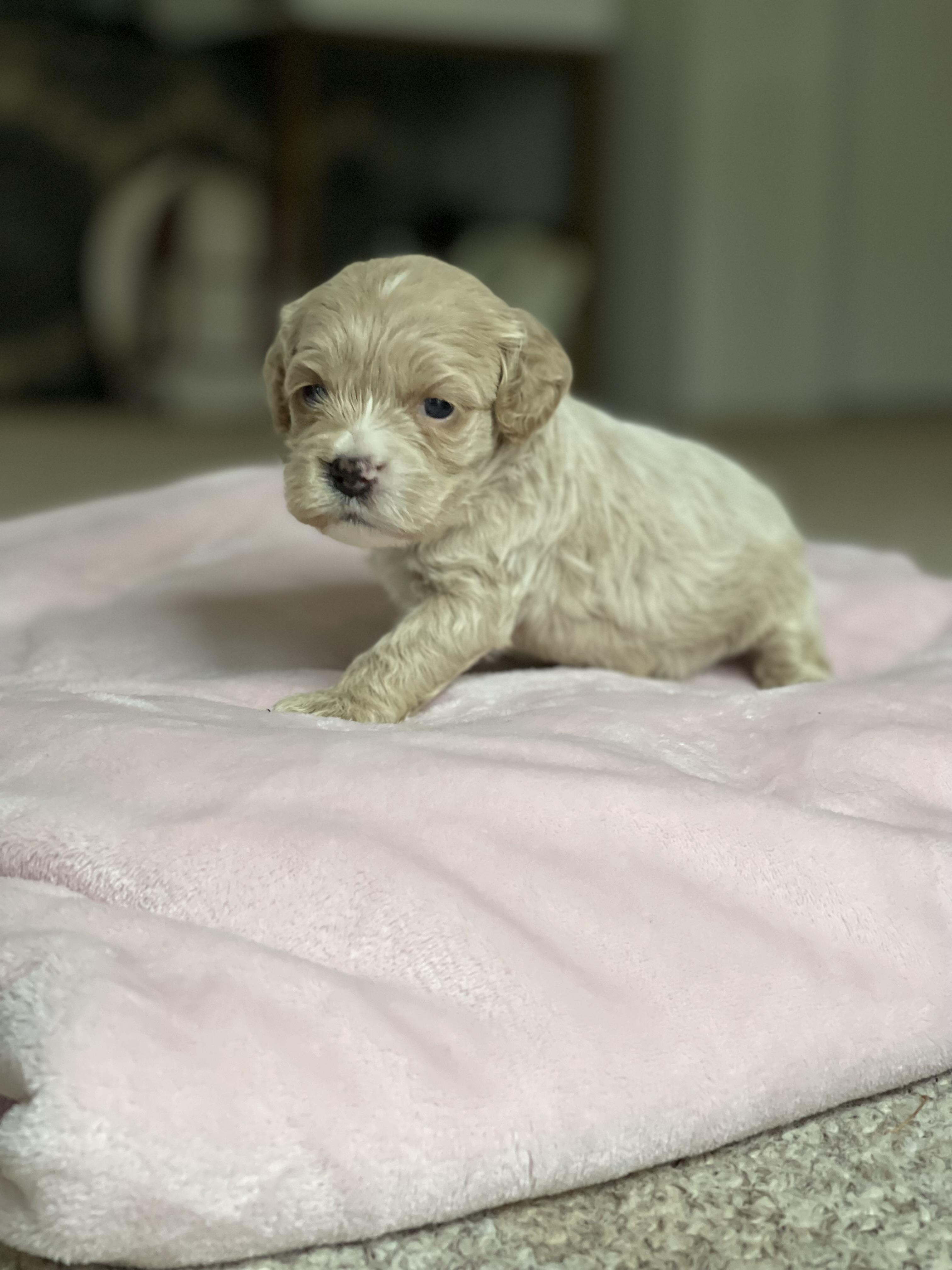MyKy Puppies in Louisiana | Cockapoo, Cocker Spaniel or Goldendoodle ...