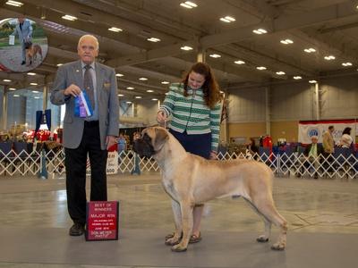 Cedarhills in Tennessee | German Shorthaired Pointer, Goldendoodle or ...
