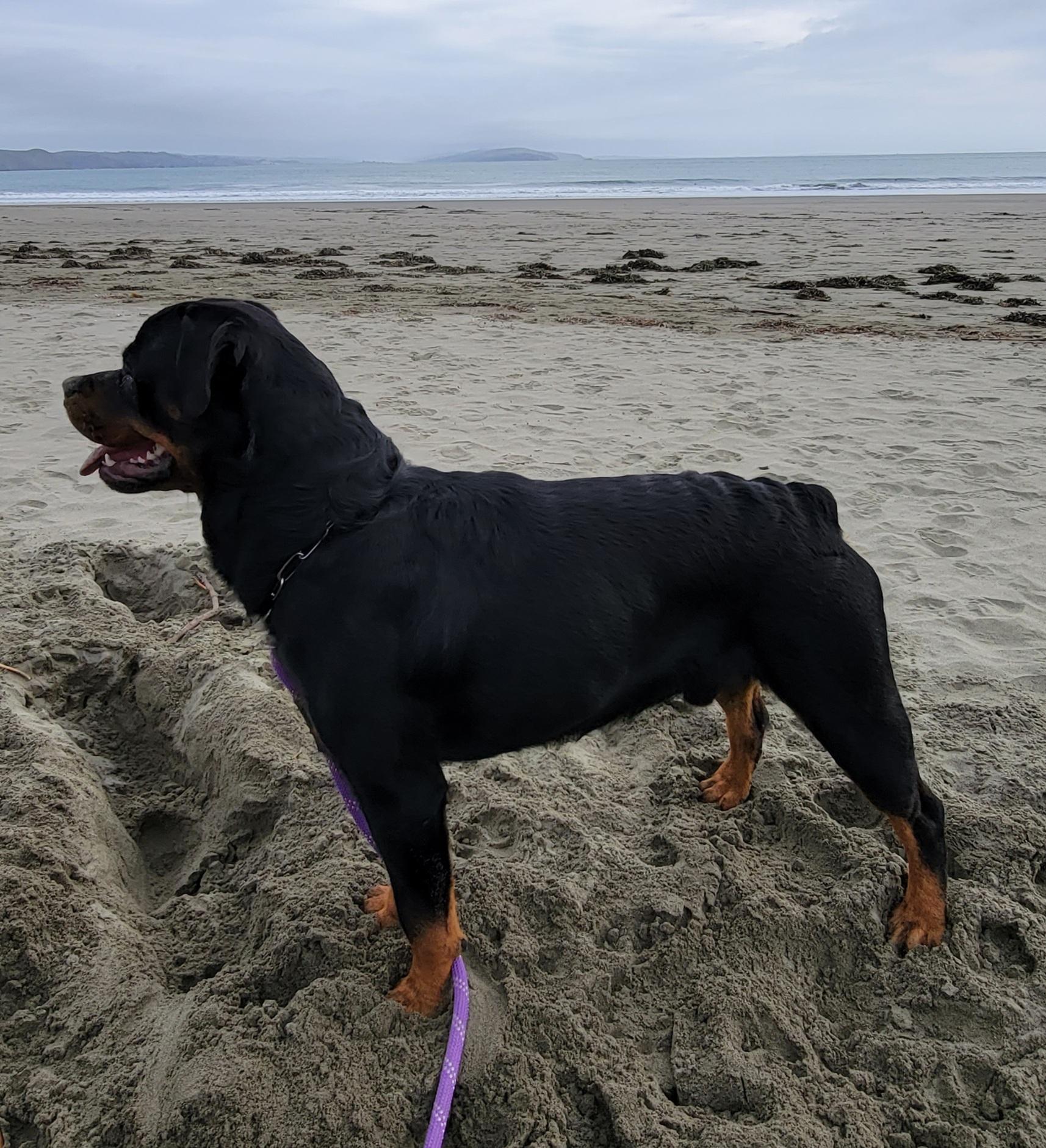Tismic Rottweilers in Oregon | Rottweiler puppies | Good Dog