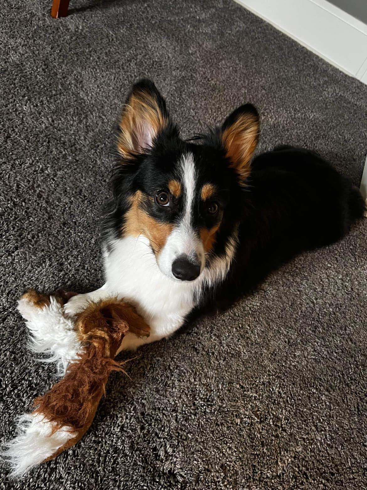 Corgitown in Michigan | Pembroke Welsh Corgi puppies | Good Dog