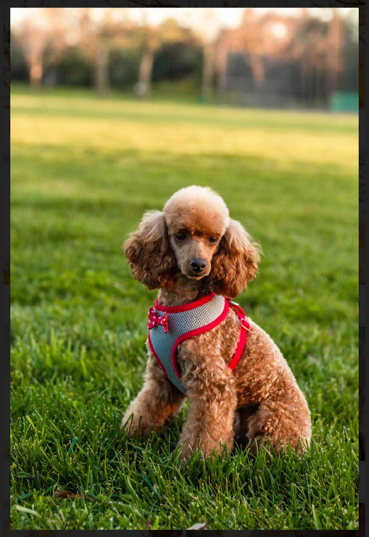 Red.Tail.Toypoodle in California | Poodle puppies | Good Dog