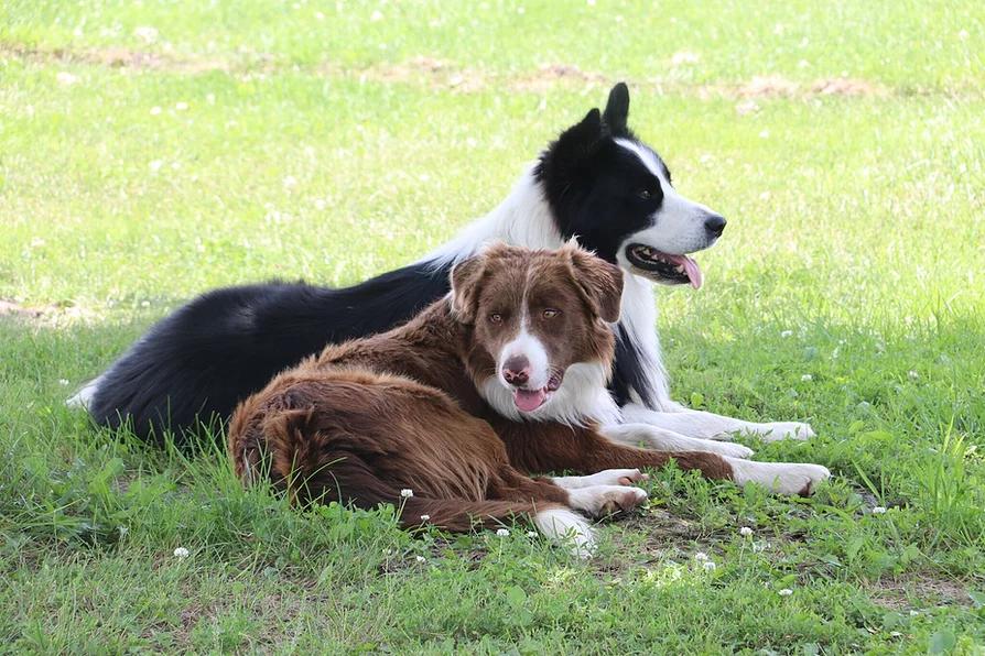 Crooked Creek Border Collies in Illinois | Border Collie puppies | Good Dog