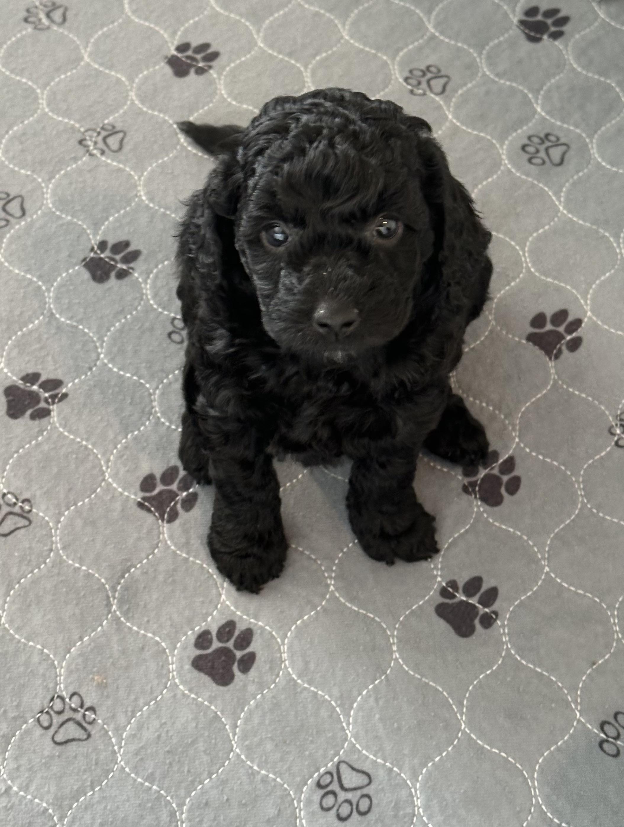 Divine Doodles in Florida | Goldendoodle puppies | Good Dog