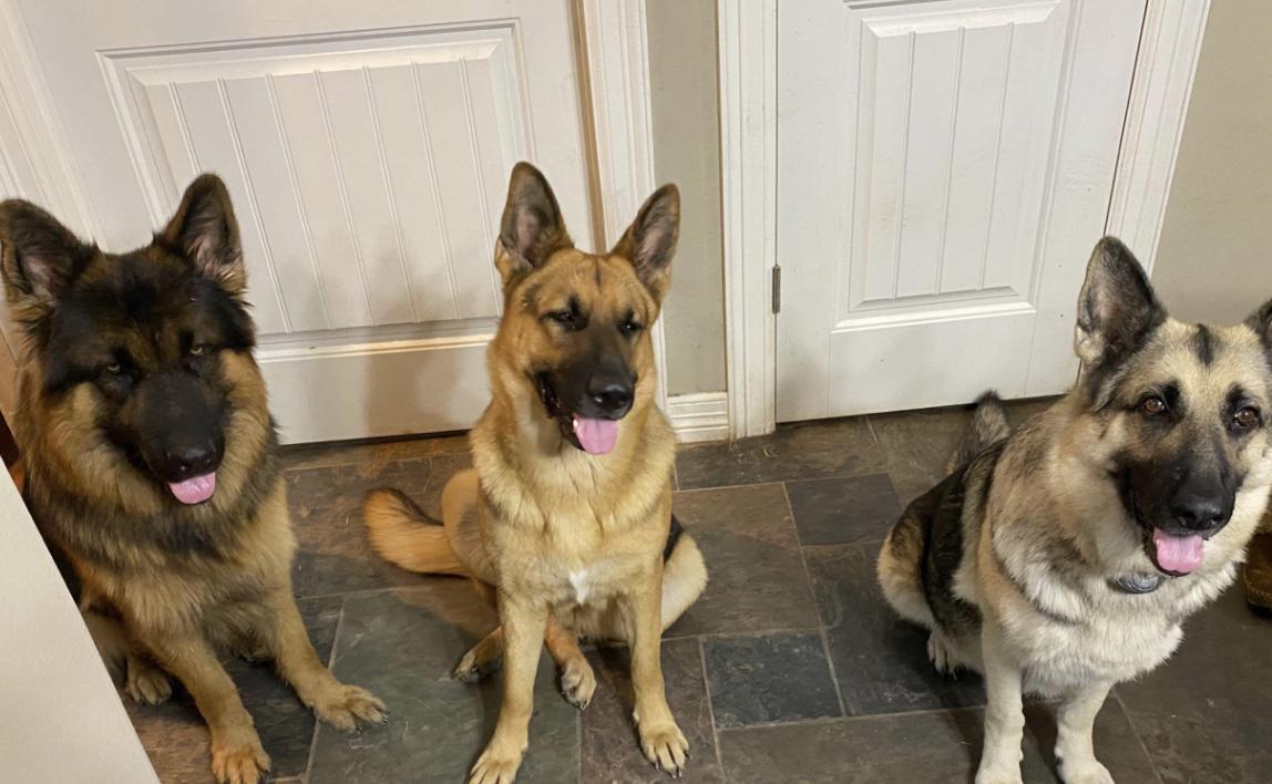 Cedar Creek Kennel in Texas | German Shepherd puppies | Good Dog
