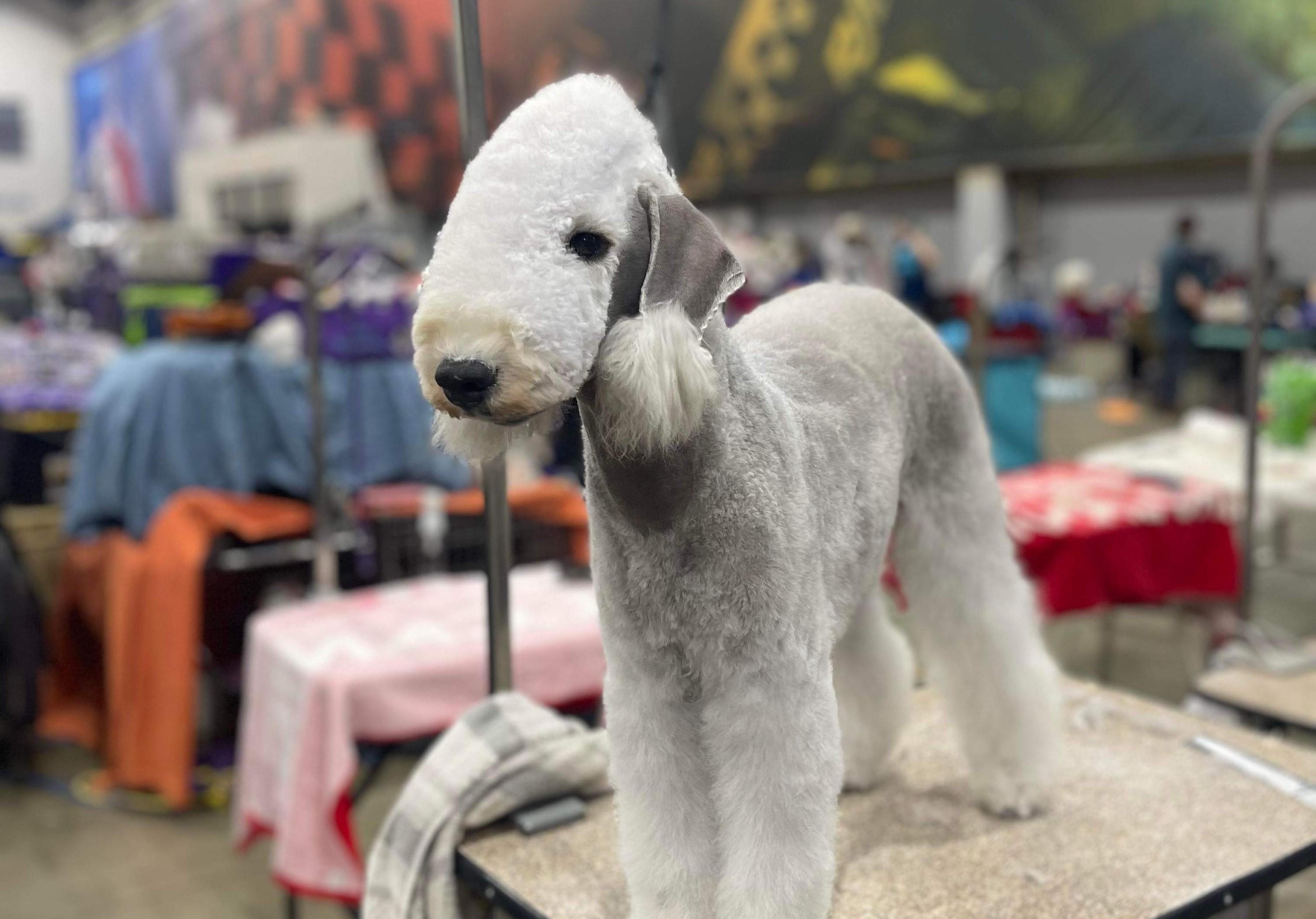 Cloud9 Bedlingtons and Argos Danes in Florida | Bedlington Terrier and ...
