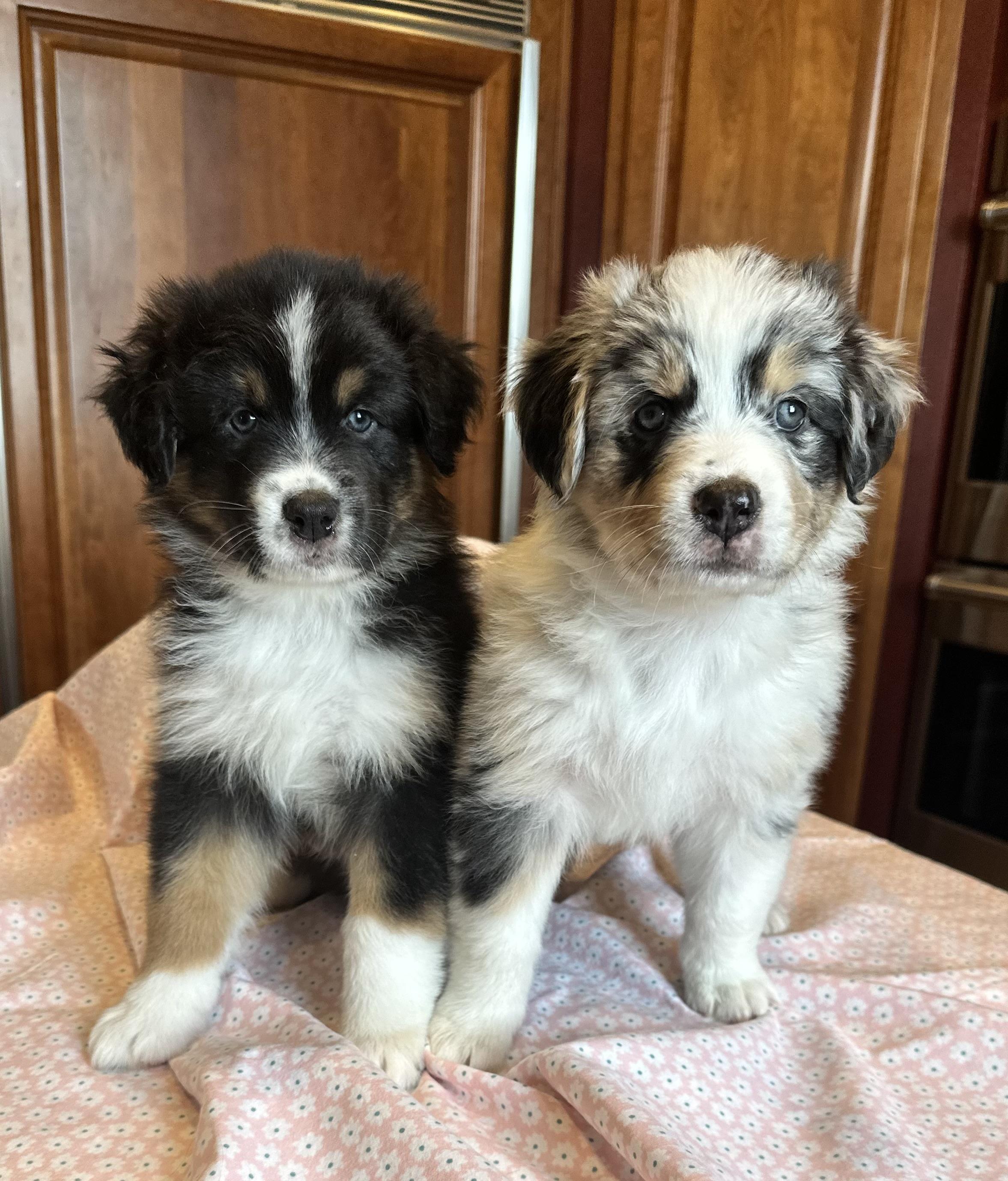 Jump Jivin Aussies in Wisconsin | Australian Shepherd puppies | Good Dog
