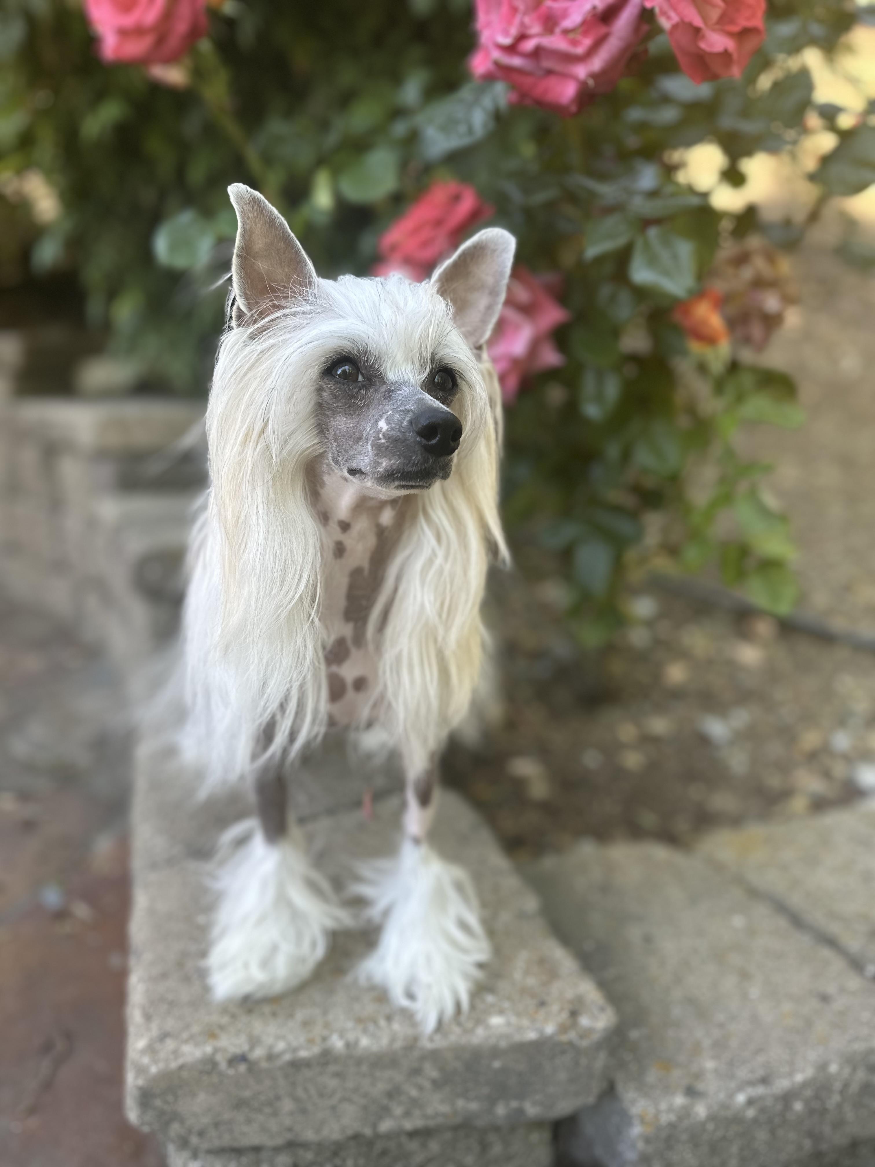 Fairwinds in California | Chinese Crested puppies | Good Dog
