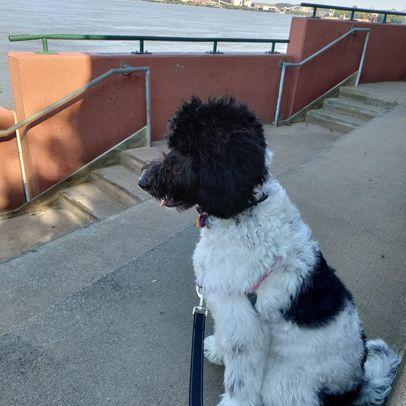 Izzy's Doodles in Indiana | Goldendoodle puppies | Good Dog