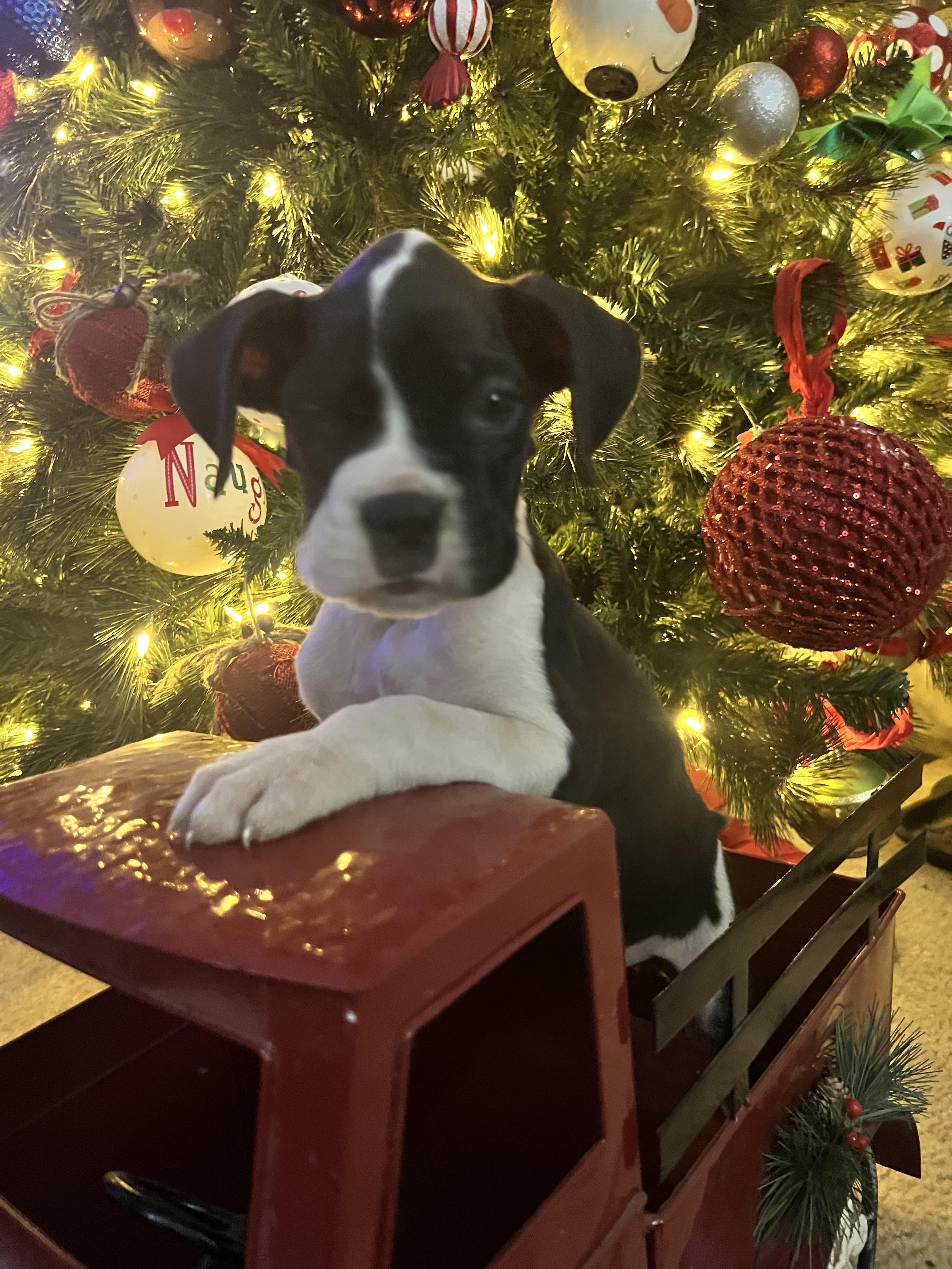 House of boxers in Tennessee | Boxer puppies | Good Dog