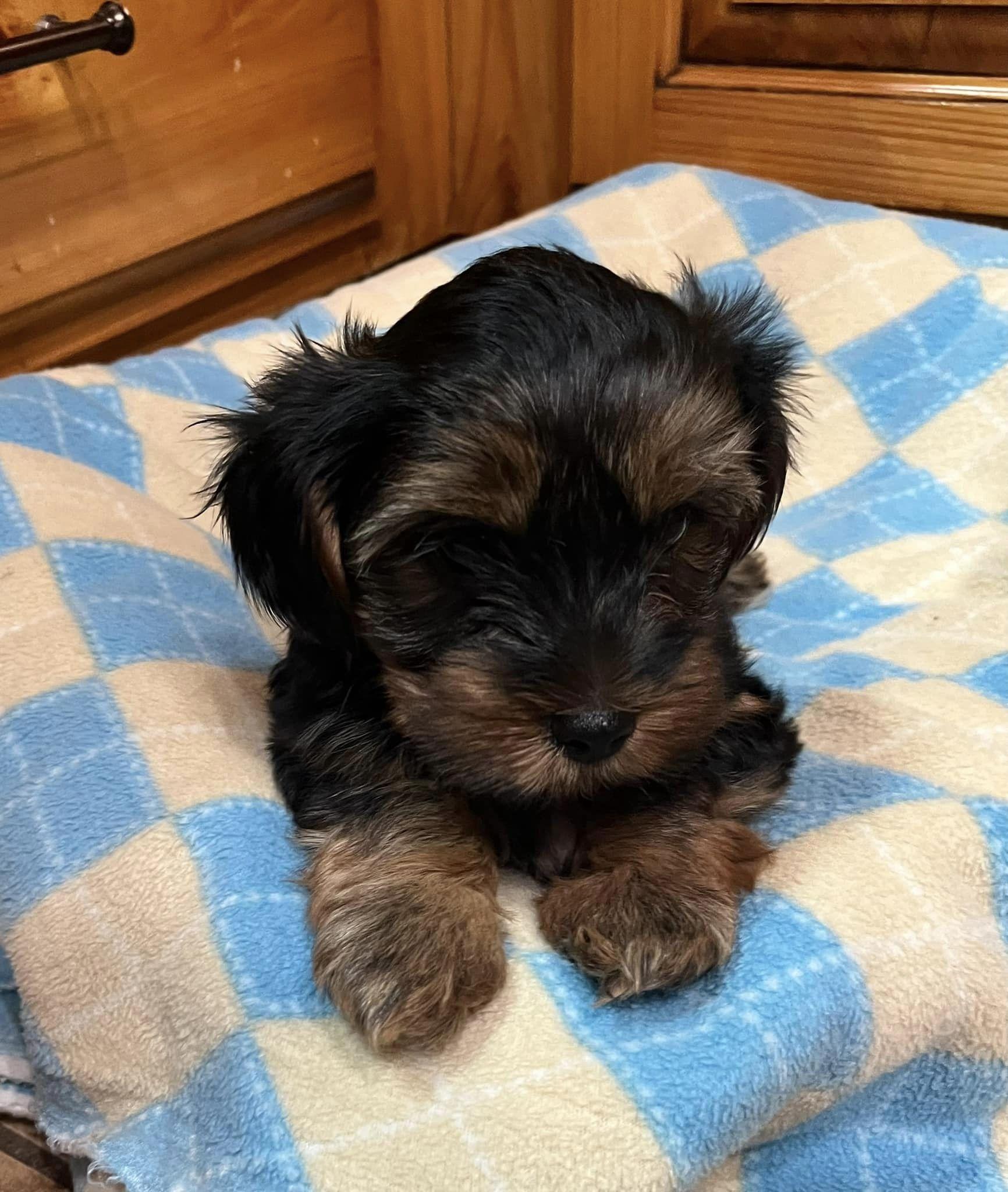 The Lazy 3 Ranch in Louisiana | Yorkshire Terrier puppies | Good Dog