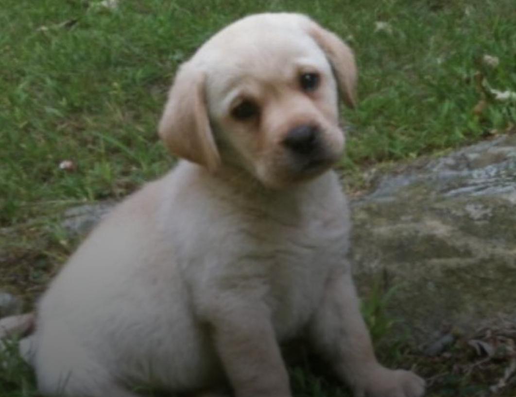 Legacy Labradors in New York | French Bulldog and Labrador Retriever ...