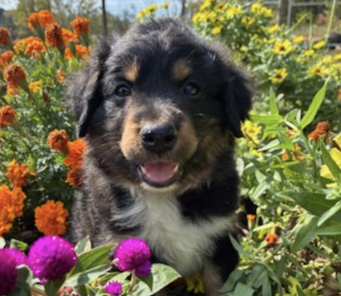 Red Hawk Ranch in Missouri | Miniature Australian Shepherd puppies ...
