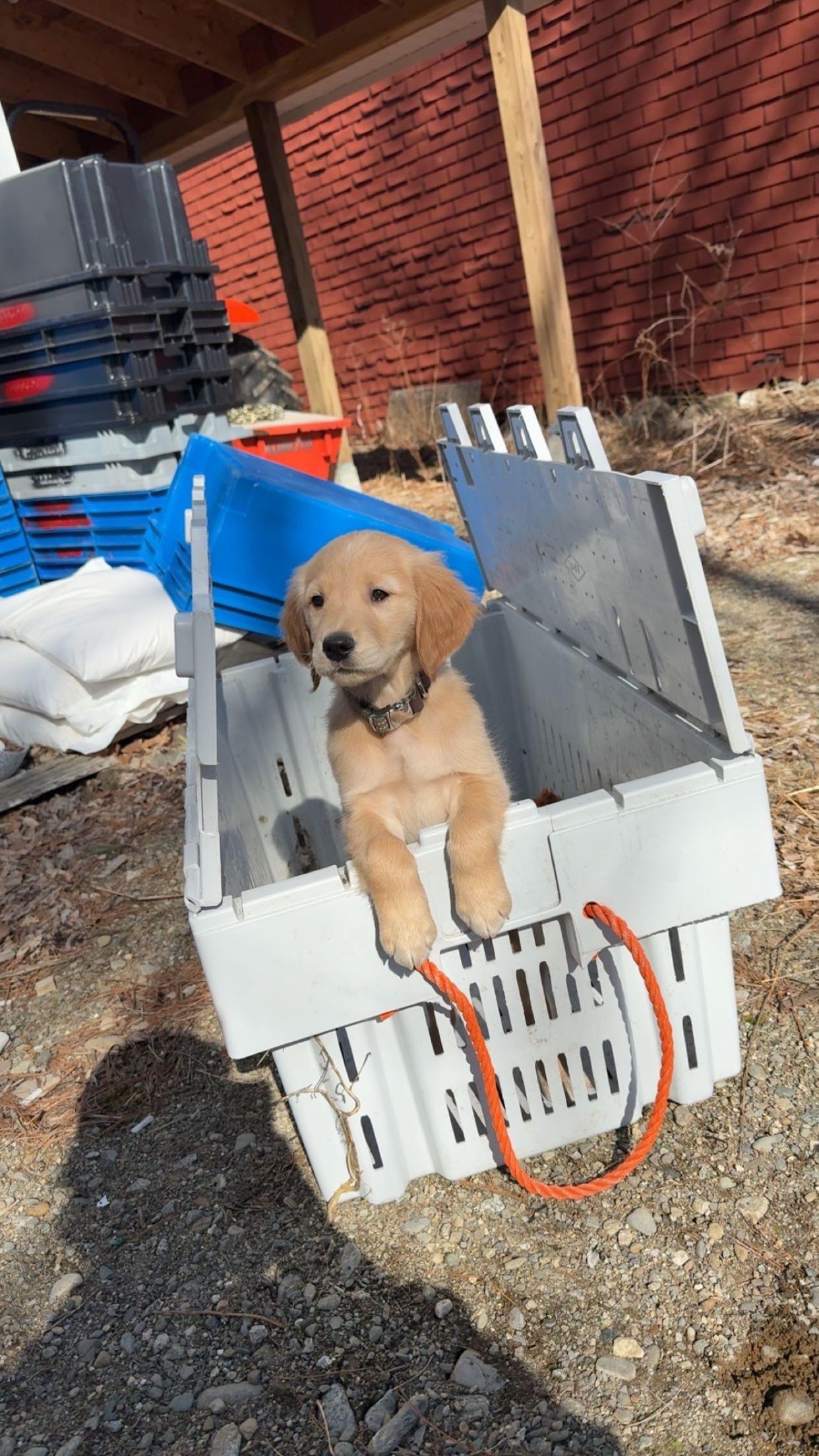 Maine Backwoods Kennel in Maine | Golden Retriever and Wirehaired ...