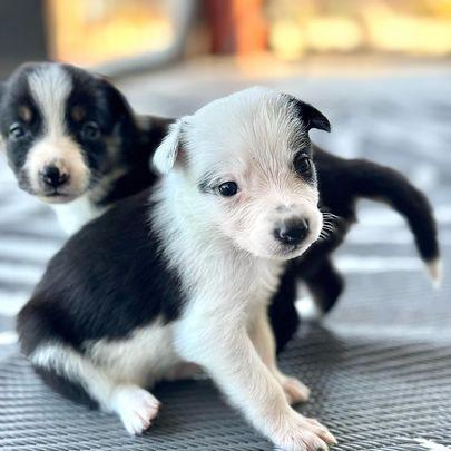 Spitfire Border Collies in Texas | Border Collie puppies | Good Dog