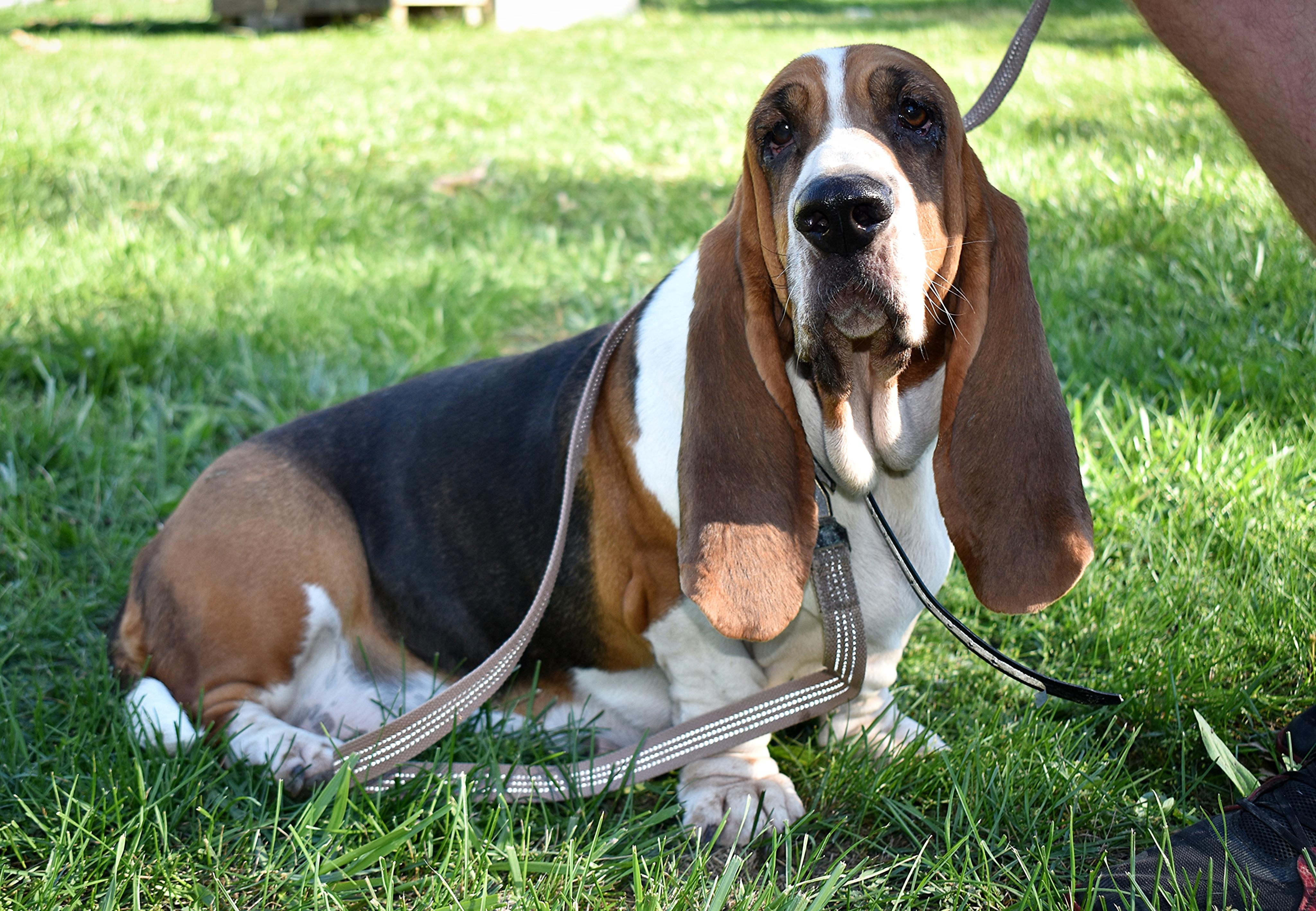 Mack's Creek Basset Hounds in Missouri | Basset Hound and Beagle ...