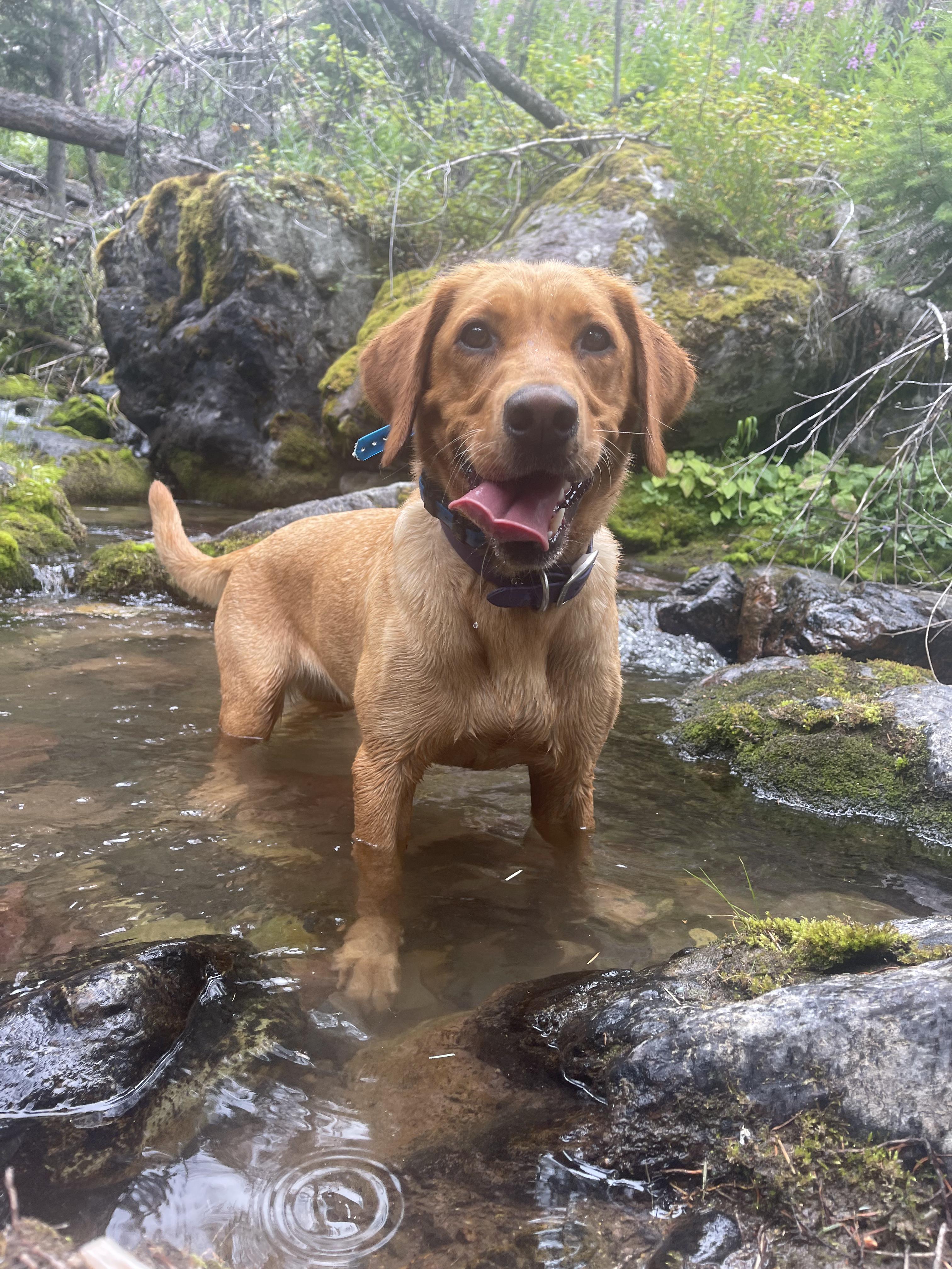 Punches Paws Labradors in Michigan | Labrador Retriever puppies | Good Dog