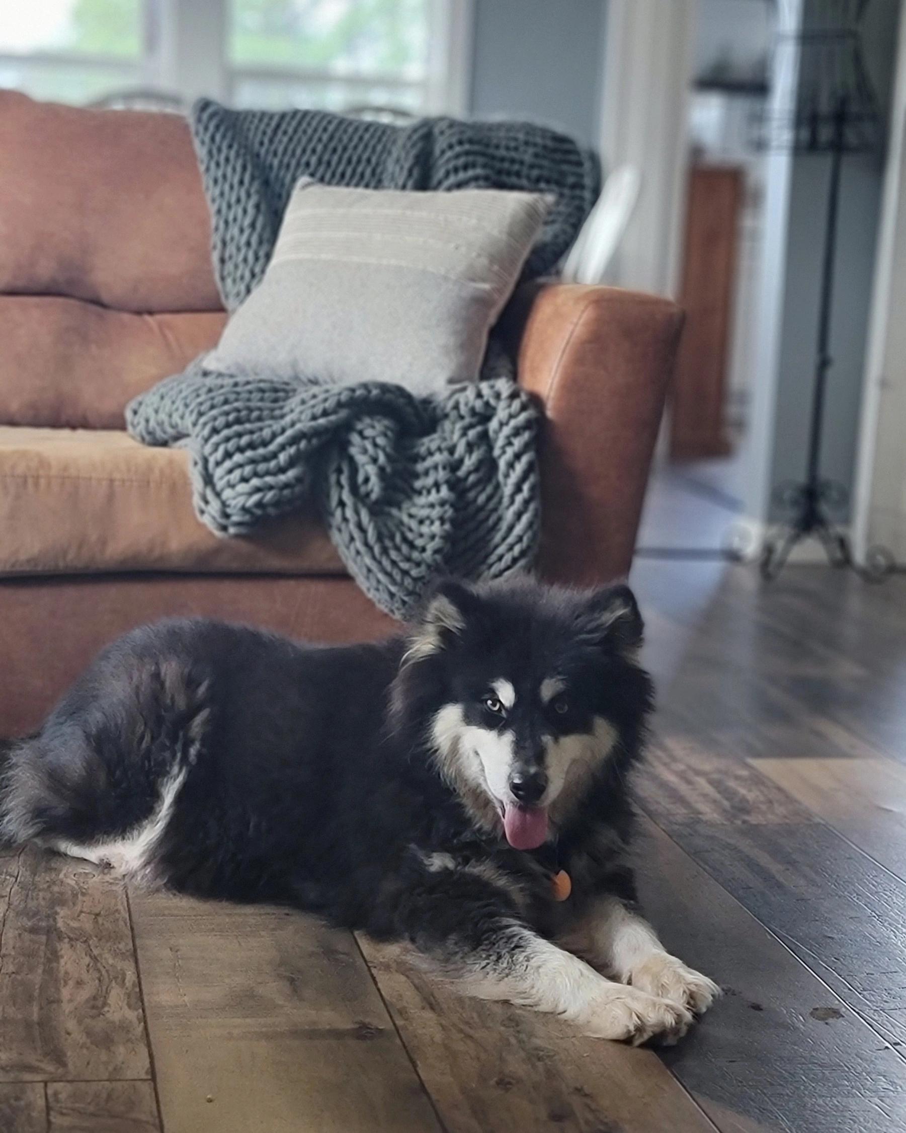 Sunset Malamutes in Alabama | Alaskan Malamute puppies | Good Dog