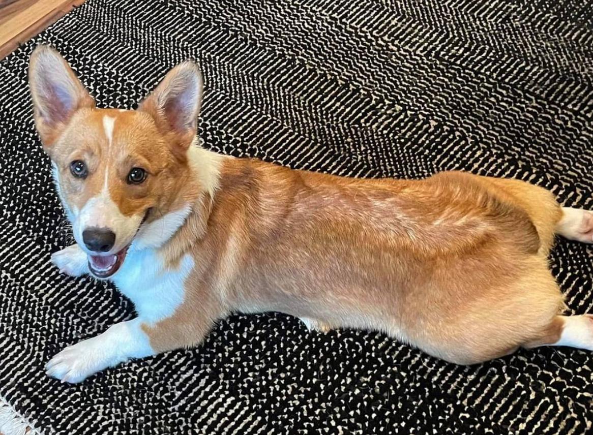 Space Coast Corgi in Florida | Pembroke Welsh Corgi puppies | Good Dog