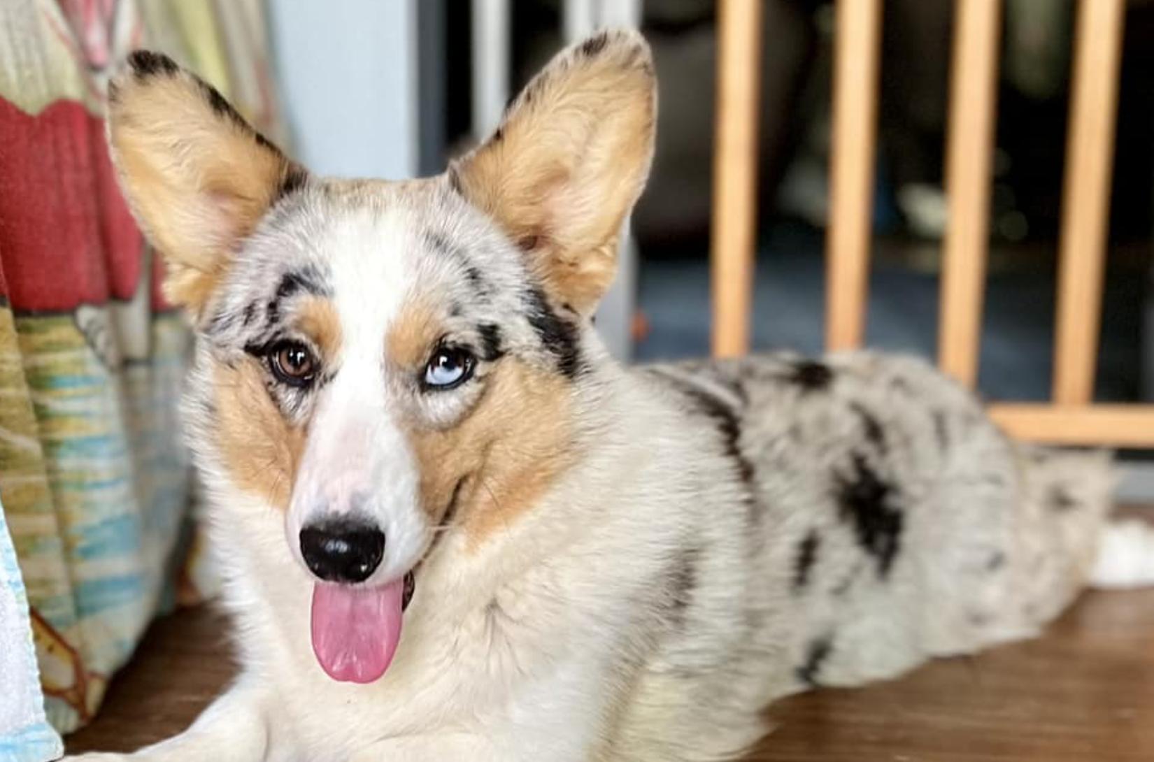 Dinger’s Dogs in New Hampshire | Cardigan Welsh Corgi and Pembroke ...