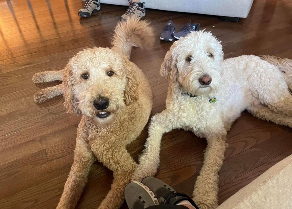 Dazzling & Dapper Doodles of MS in Mississippi | Goldendoodle and ...